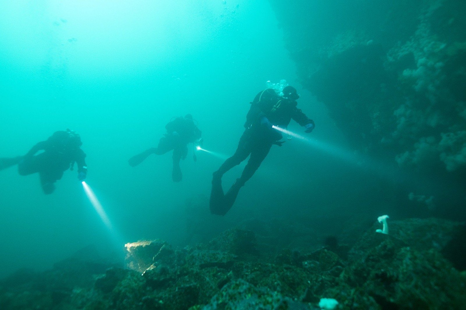 Scuba Diving in Campbell River | Dive Campbell River, BC, Canada