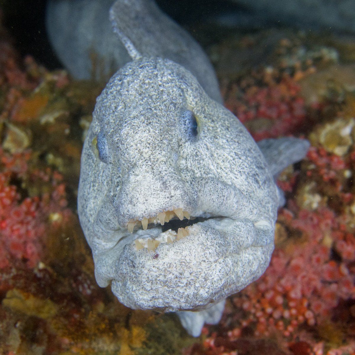 Wolf Eels | Dive Campbell River, BC, Canada
